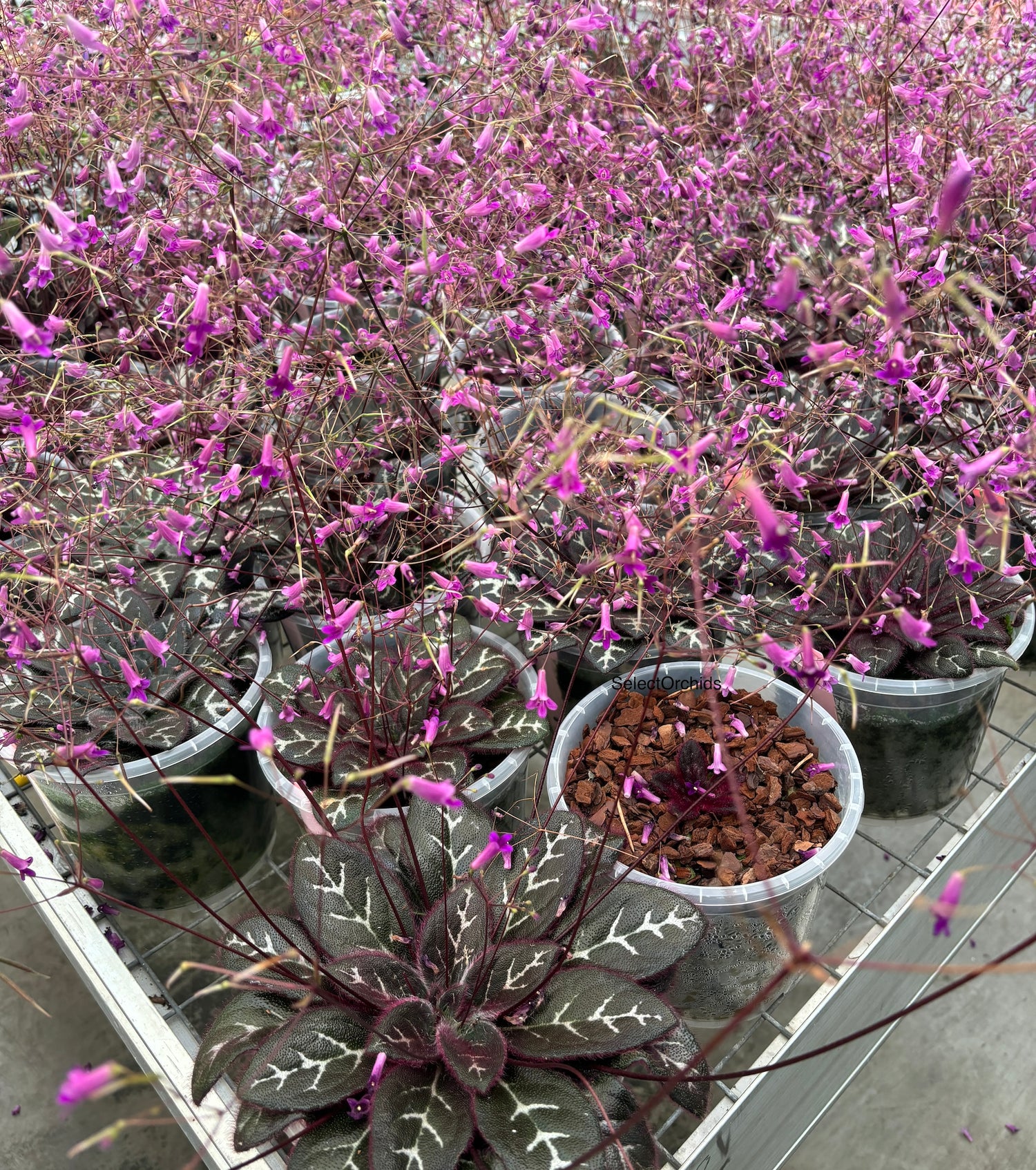 Primulina sinovietnamica – Selectorchids