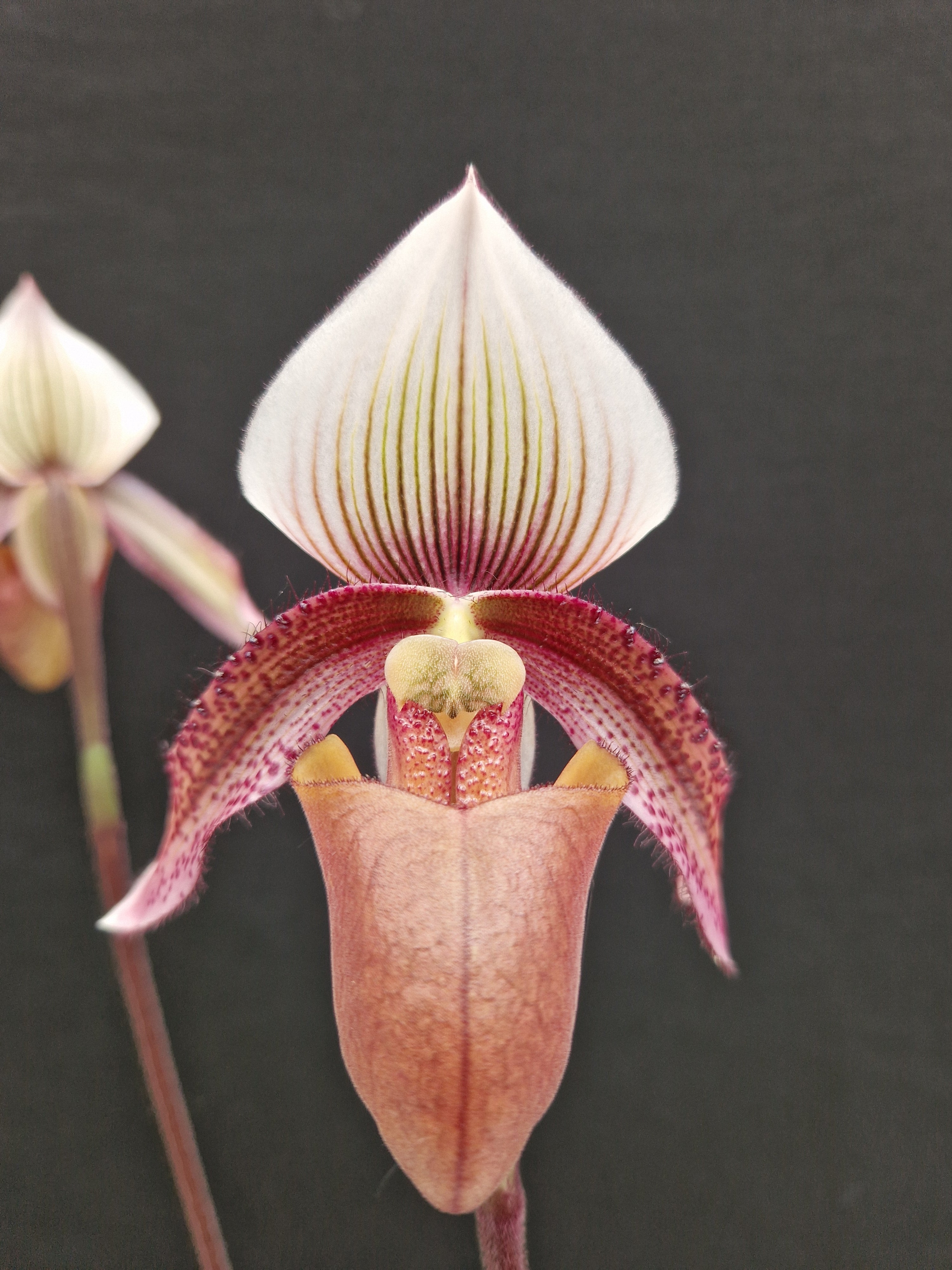 Paphiopedilum – Selectorchids